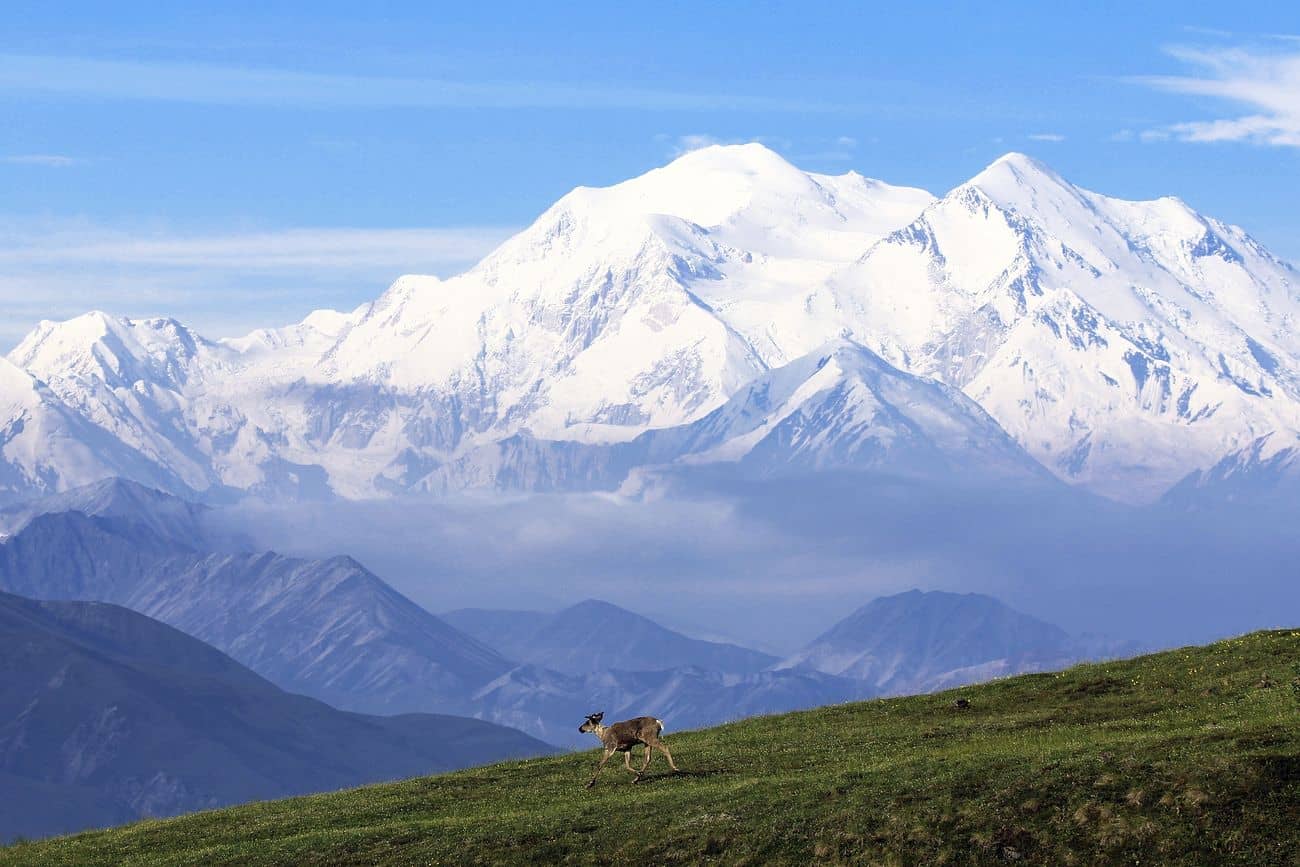 Denali National Park: Guide to the Best Things To Do With Kids